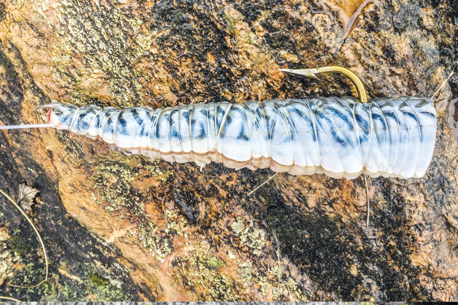 Six of the best Sea fishing baits - SeaAngler