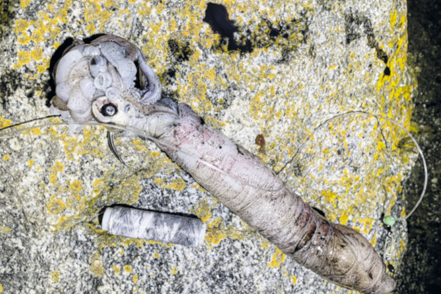 Six of the best Sea fishing baits - SeaAngler