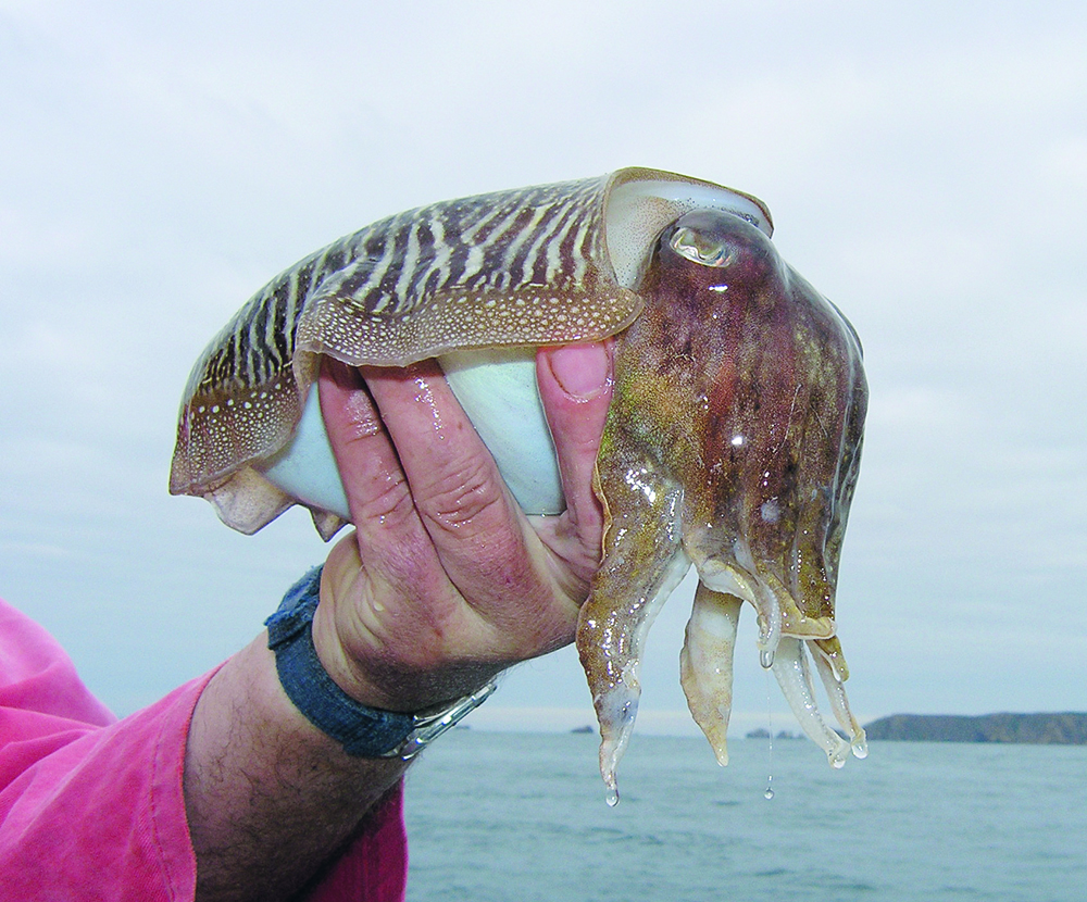 Top 10 sea angling baits - SeaAngler