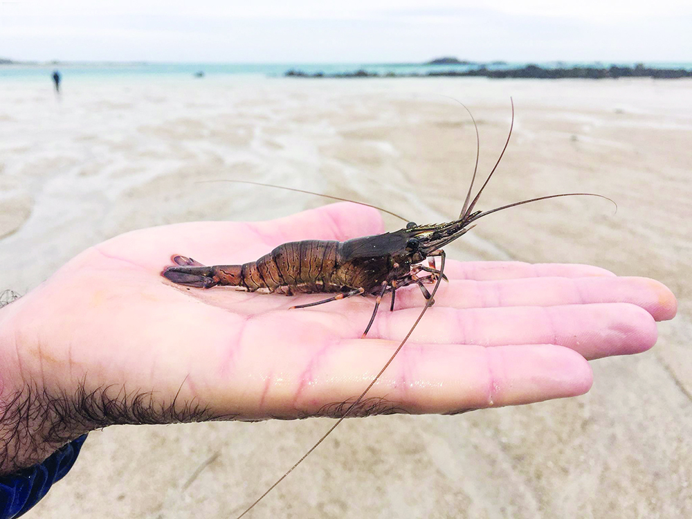 Top 10 sea angling baits - SeaAngler