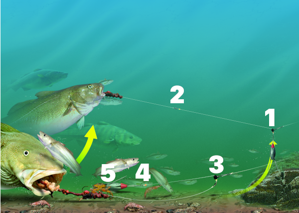 Cod fishing rigs that you need to use when sea fishing - SeaAngler