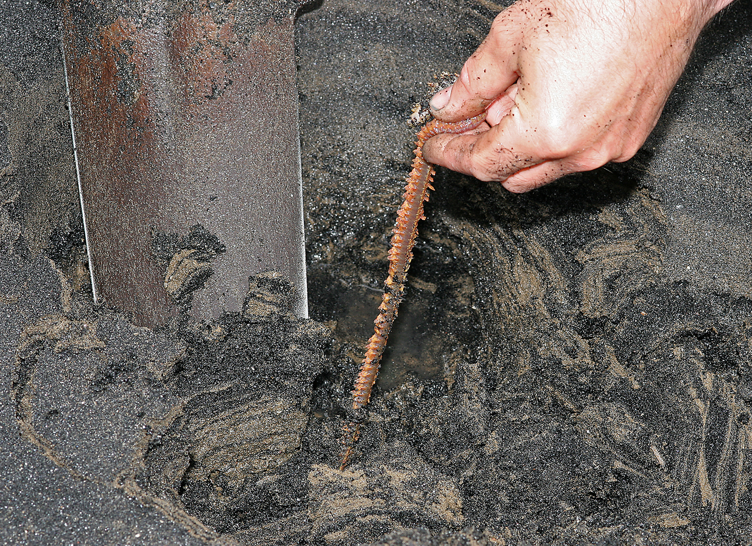 11 tips for digging king ragworms