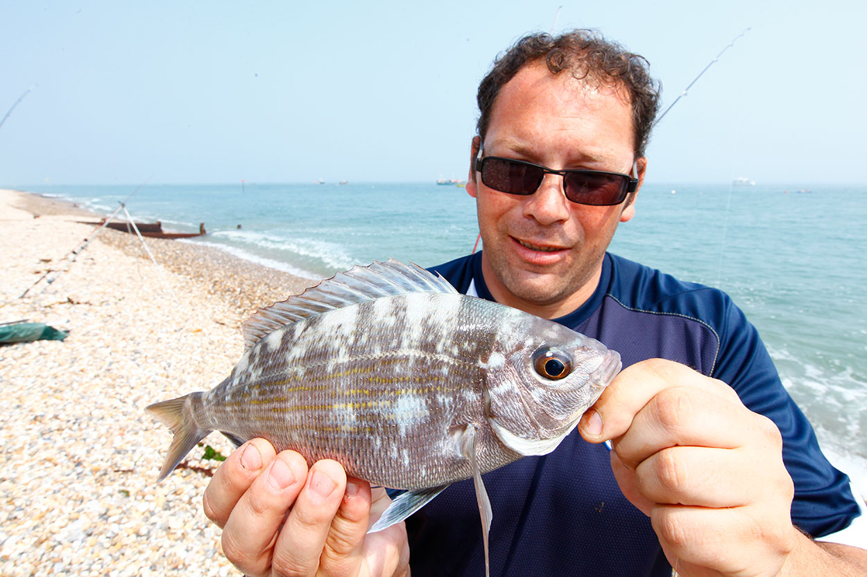 Know Your Fish | Black Sea Bream - SeaAngler
