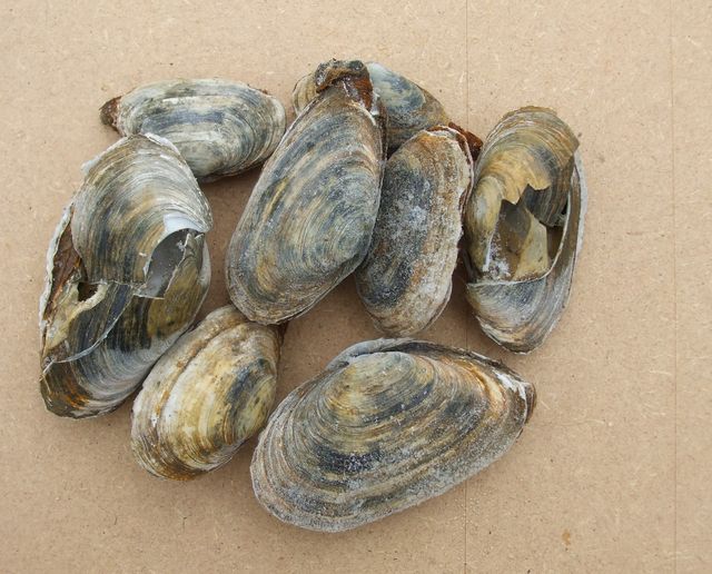 Clams, Surf Clams and Cock Clams - SeaAngler