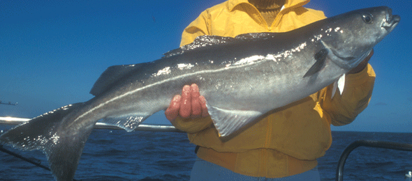 Know Your Fish | Coalfish - SeaAngler