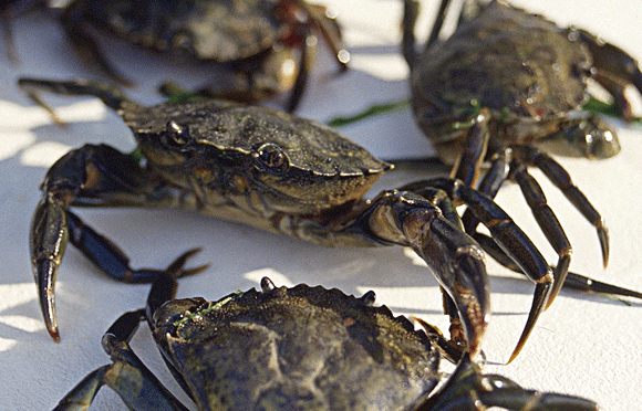 Beginner's Guide to Cod Fishing From the Shore and Beach - SeaAngler