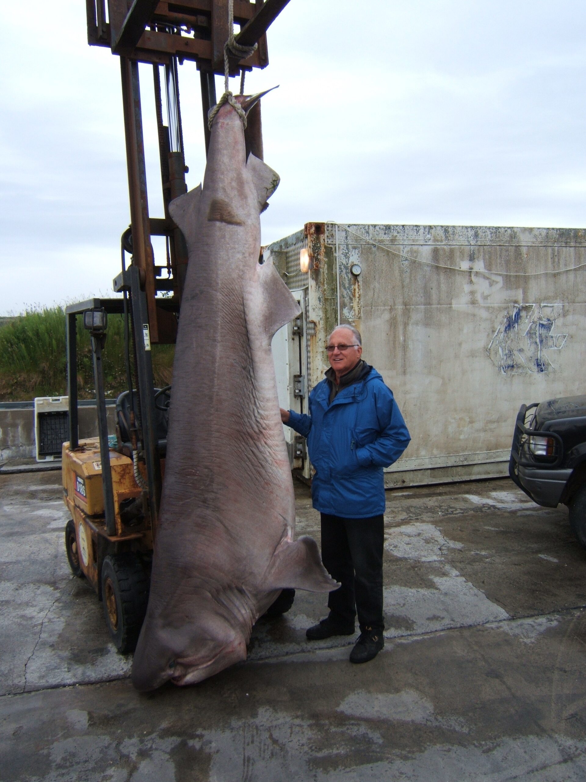 Angling World Rocked by Biggest Fish Ever Caught by a British Angler ...