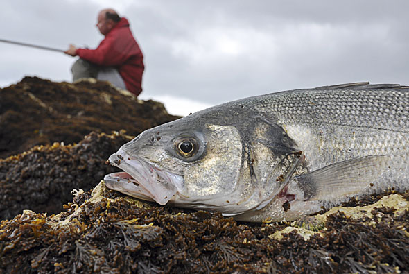 Beach Fishing for Bass in the English Channel - SeaAngler
