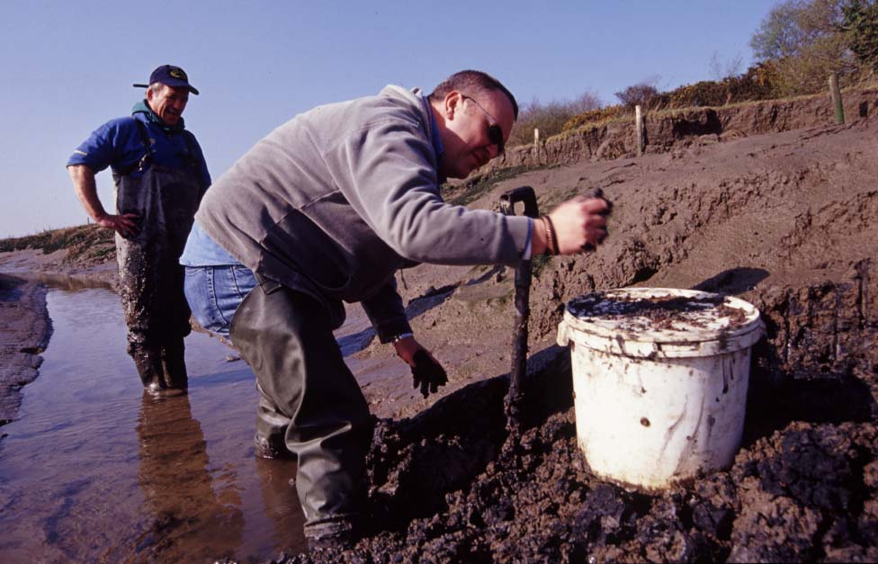 How to Dig Your Own Worms - SeaAngler