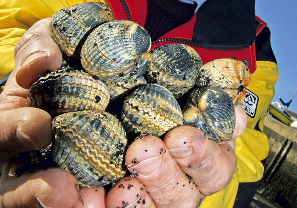 Sea Fishing With Cockles - SeaAngler