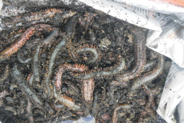 Bass Fishing Tackle | Everything you need for Bass - SeaAngler