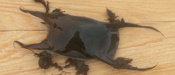 Know Your Fish | Small-eyed Ray - SeaAngler