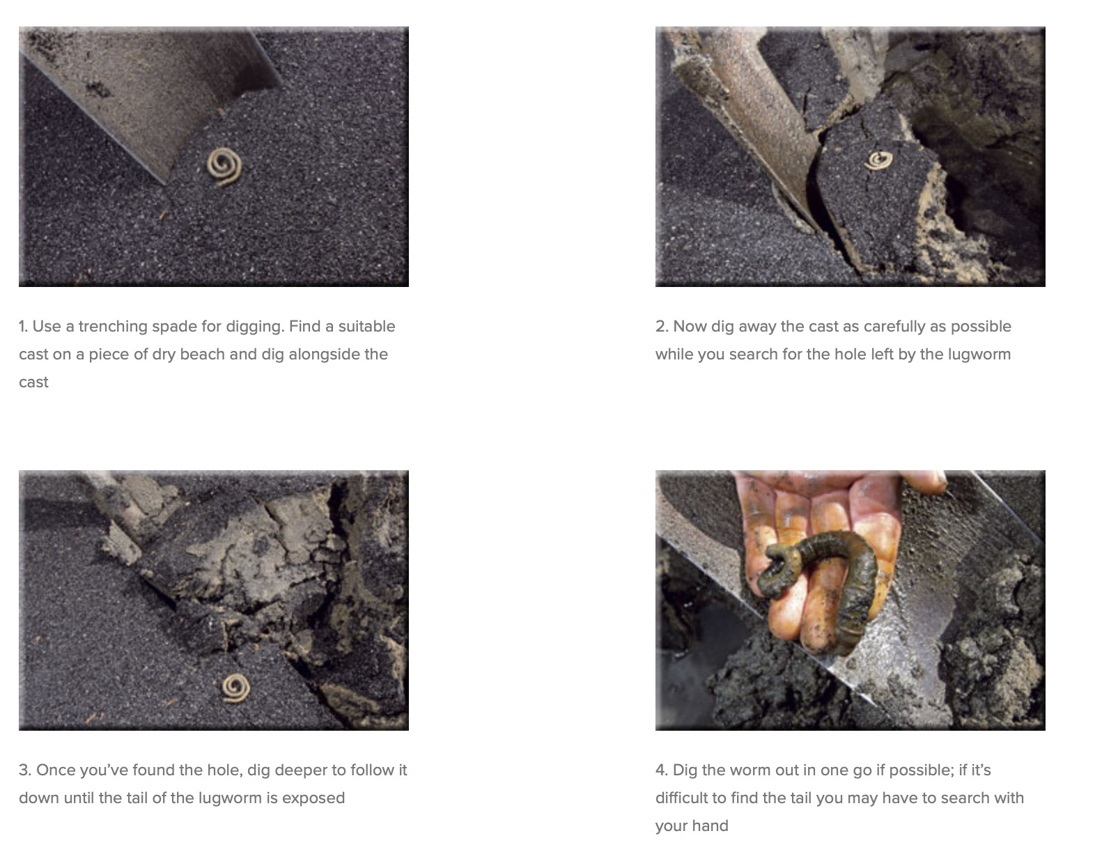 Sea Fishing With Lugworms - SeaAngler