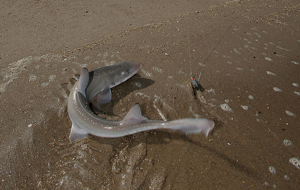 Know Your Fish | Smooth Hound - SeaAngler