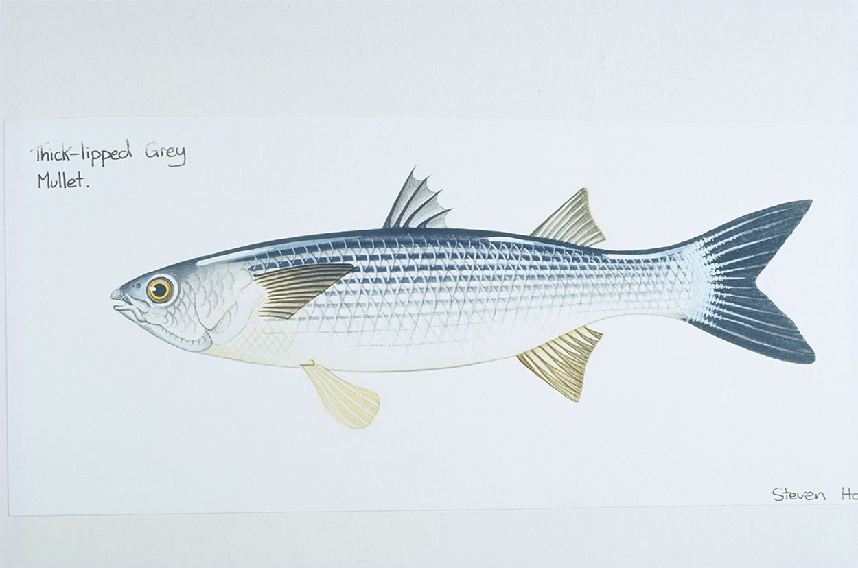 Know Your Fish | Thick-lipped Grey Mullet - SeaAngler