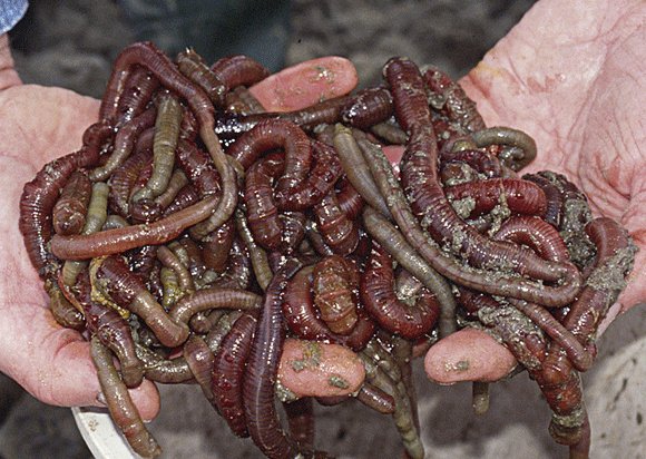 Beginner's Guide to Cod Fishing From the Shore and Beach - SeaAngler