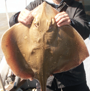 Know Your Fish | Blonde Ray - SeaAngler