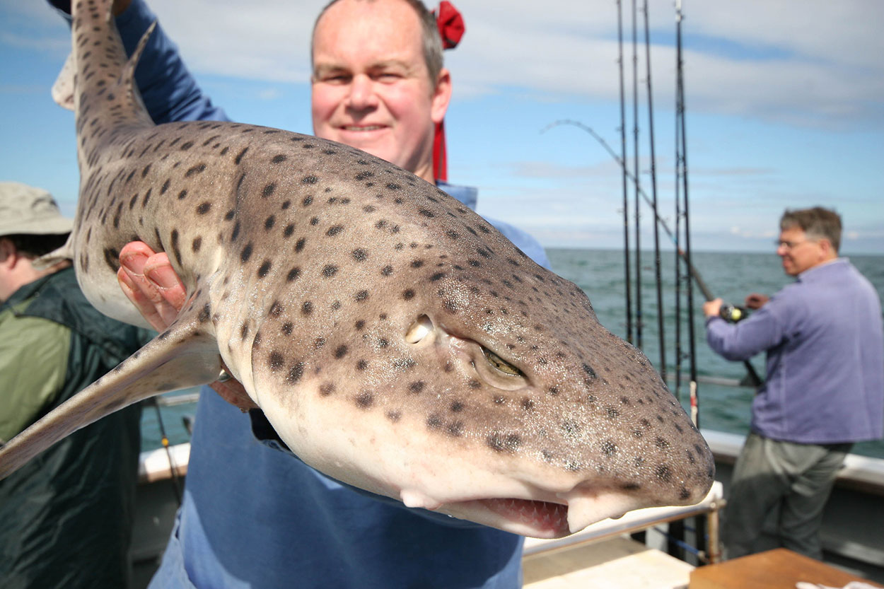 Know Your Fish | Bull Huss - SeaAngler