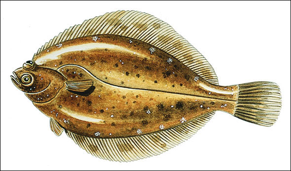 Know Your Flatfish Species With Our Identification Guide - SeaAngler