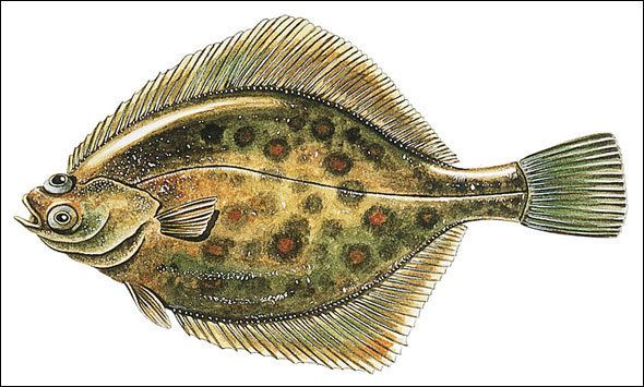 Know Your Flatfish Species With Our Identification Guide - SeaAngler
