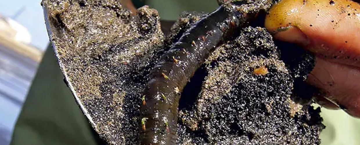 Sea Fishing With Lugworms - SeaAngler