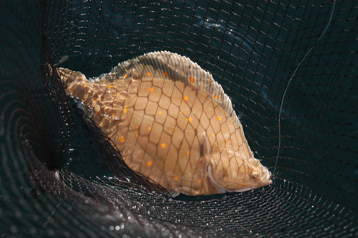 Know Your Fish | Plaice - SeaAngler