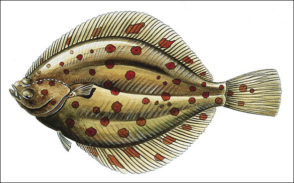 Know Your Flatfish Species With Our Identification Guide - SeaAngler