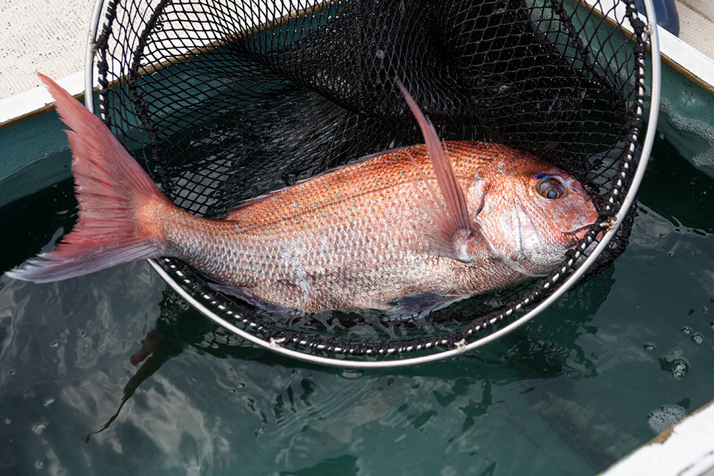 Know Your Fish | Red Bream - SeaAngler