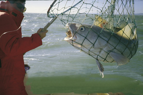 Catch Cod and Codling During the Spring Run - SeaAngler