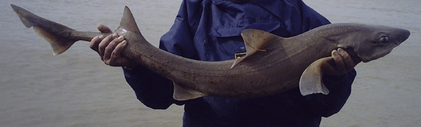 Know Your Fish | Smooth Hound - SeaAngler