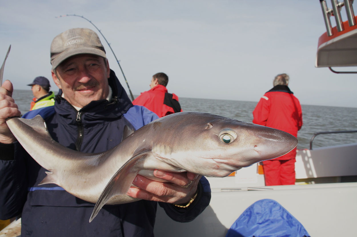 Spiny Dogfish Fishing