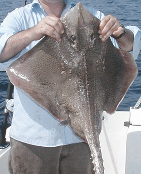 Know Your Fish | Thornback Ray (Roker) - SeaAngler