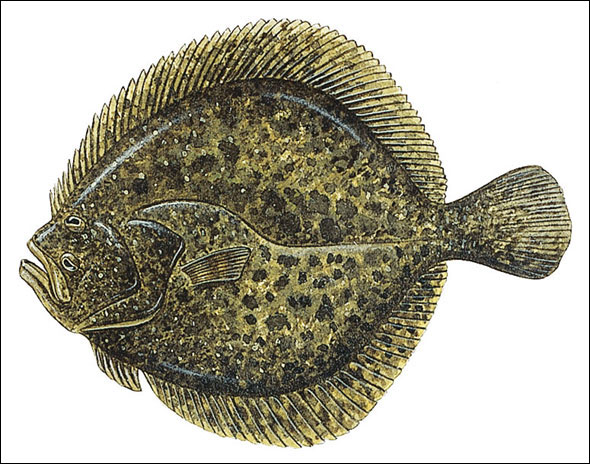 Know Your Flatfish Species With Our Identification Guide - SeaAngler